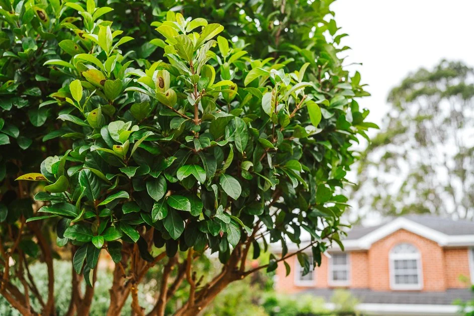 Best Native Plants for Hunter Valley Gardens - Hunter Valley ...
