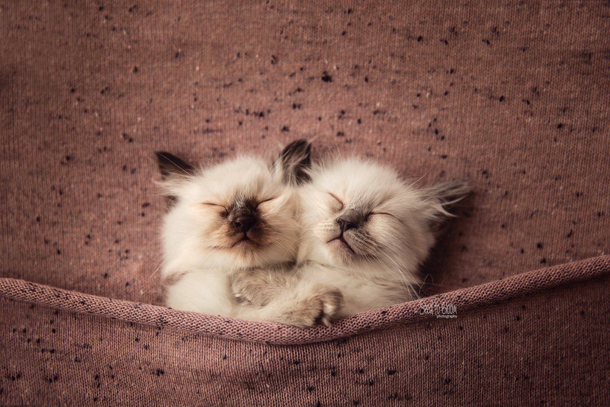 Last Litter Program — Rescue Cats Of Melbourne