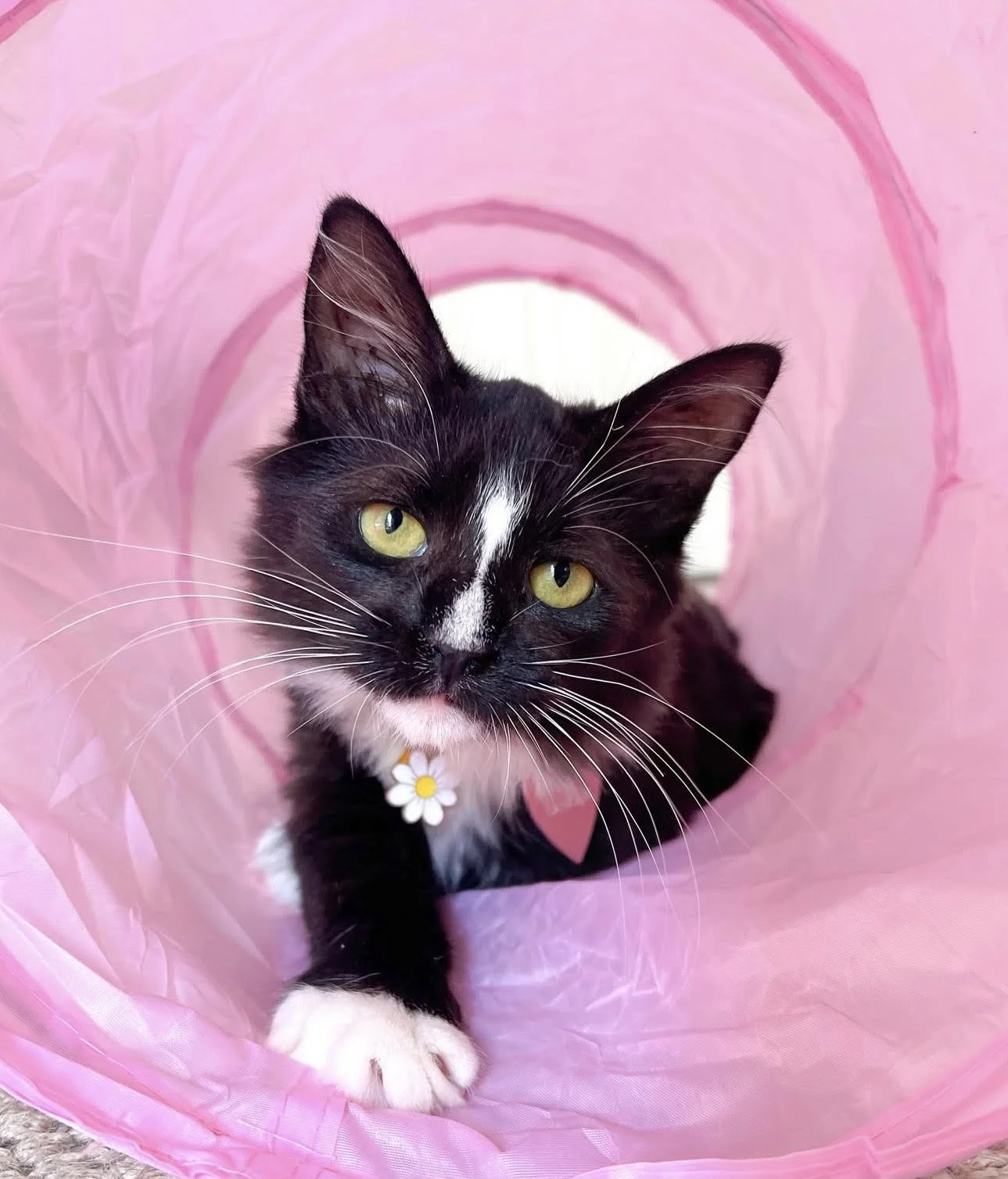 Pre-Adoption Checklist — Rescue Cats Of Melbourne