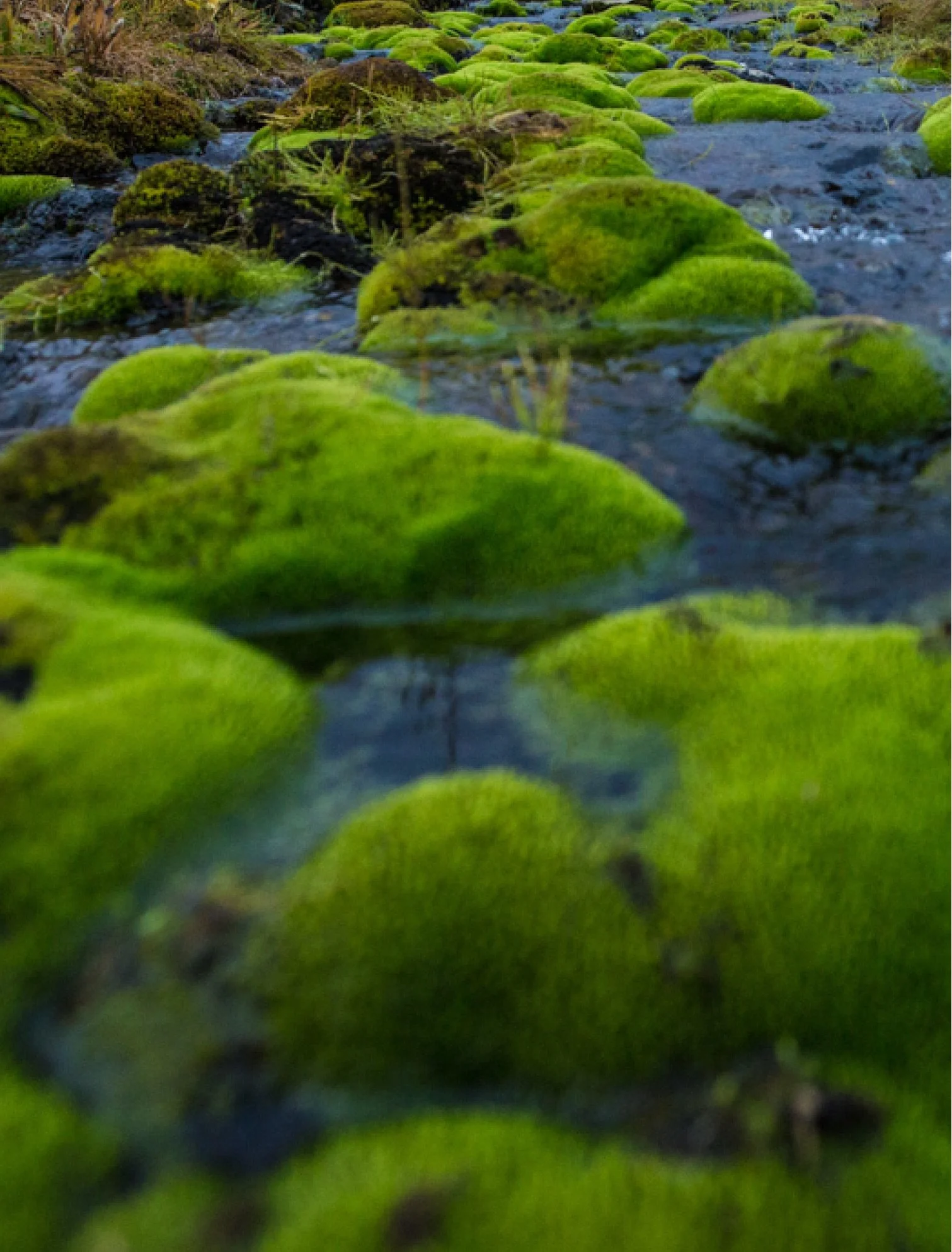 Summer — Sol Mountain Lodge – Experience the BC Monashees
