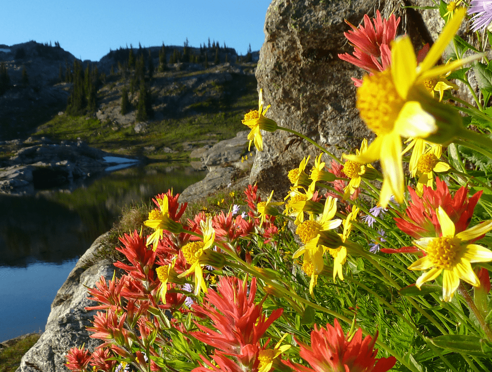 Booking — Sol Mountain Lodge – Experience the BC Monashees