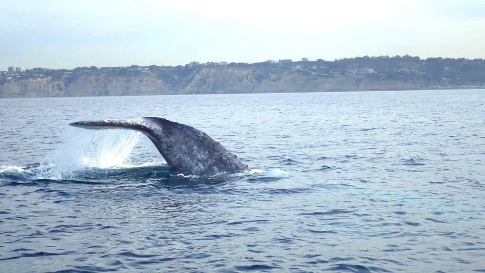 Whale Watching Kayak Tour — La Jolla Kayak