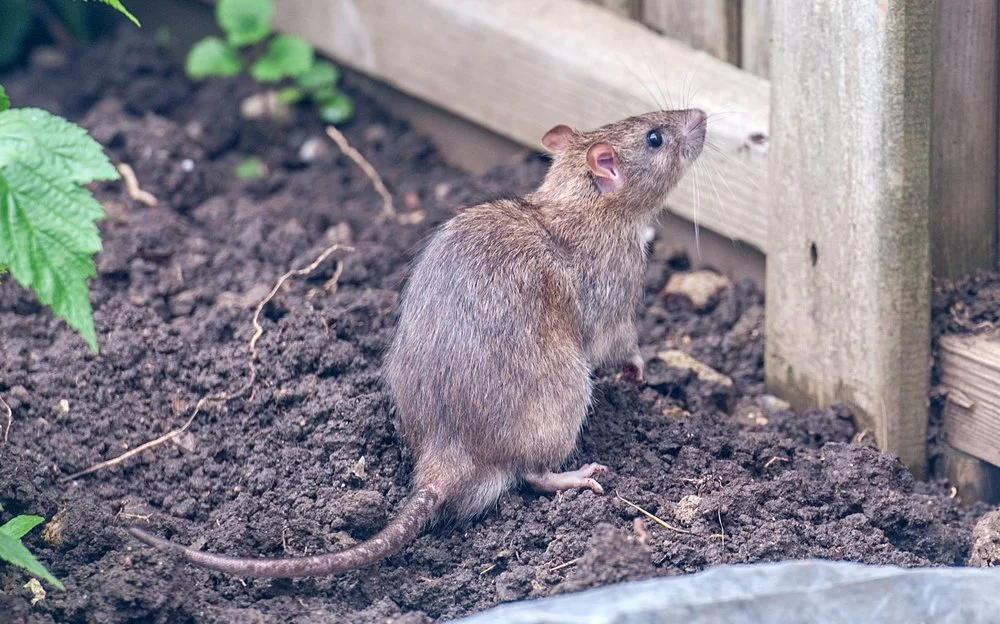 Rat-Free Garden: Here’s How | Rat Prevention Services in Claremont, CA ...