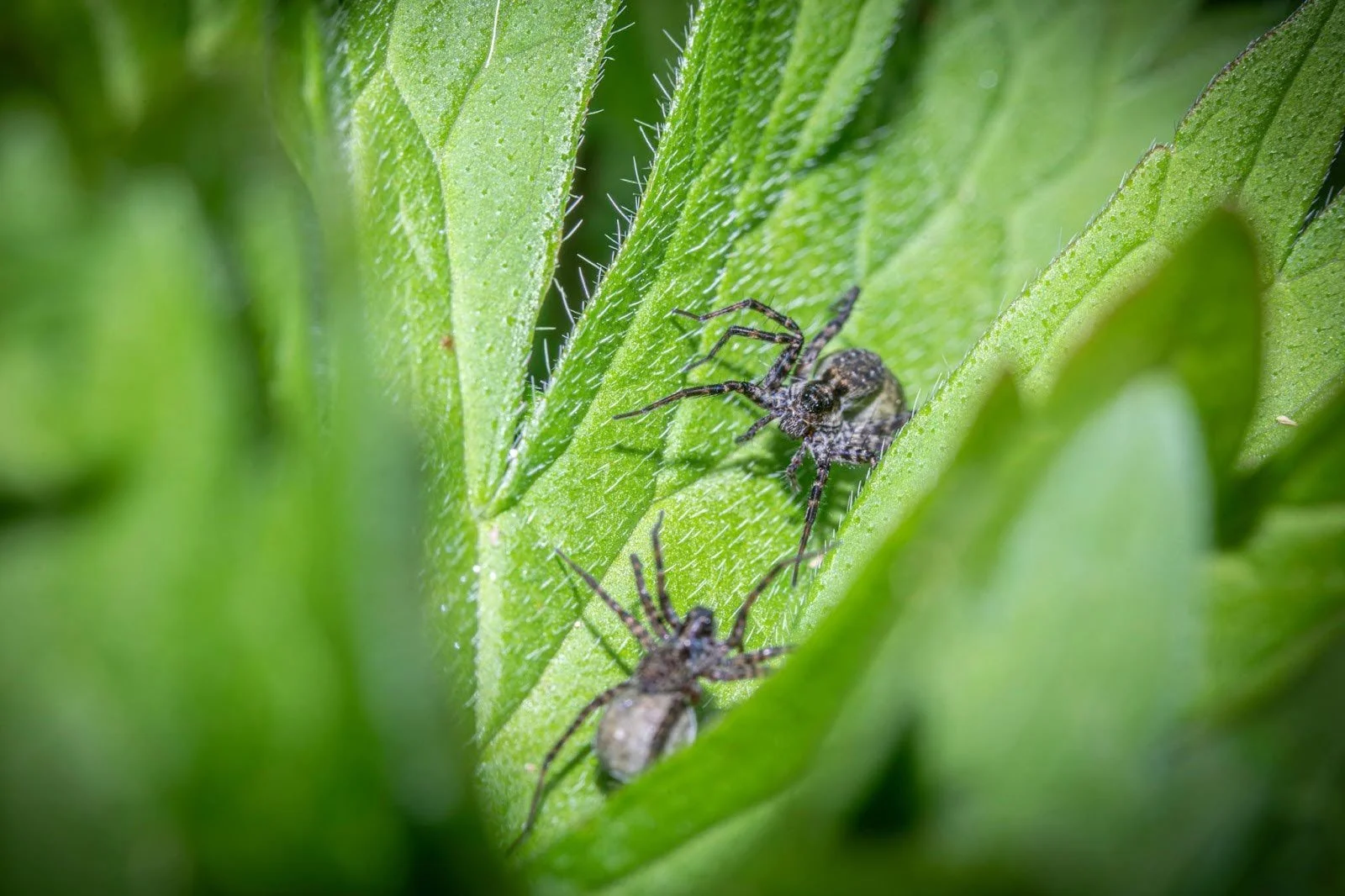 How Long Do Spiders Live? — ProCraft Pest Control