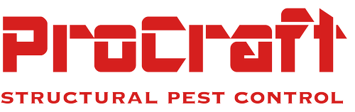 Tick vs Spider: Key Differences and How to Stay Protected — ProCraft ...