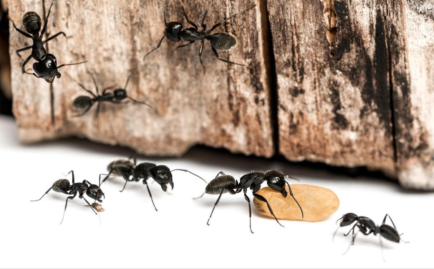 Fire Ants vs. Black Ants: Spotting the Differences — ProCraft Pest Control
