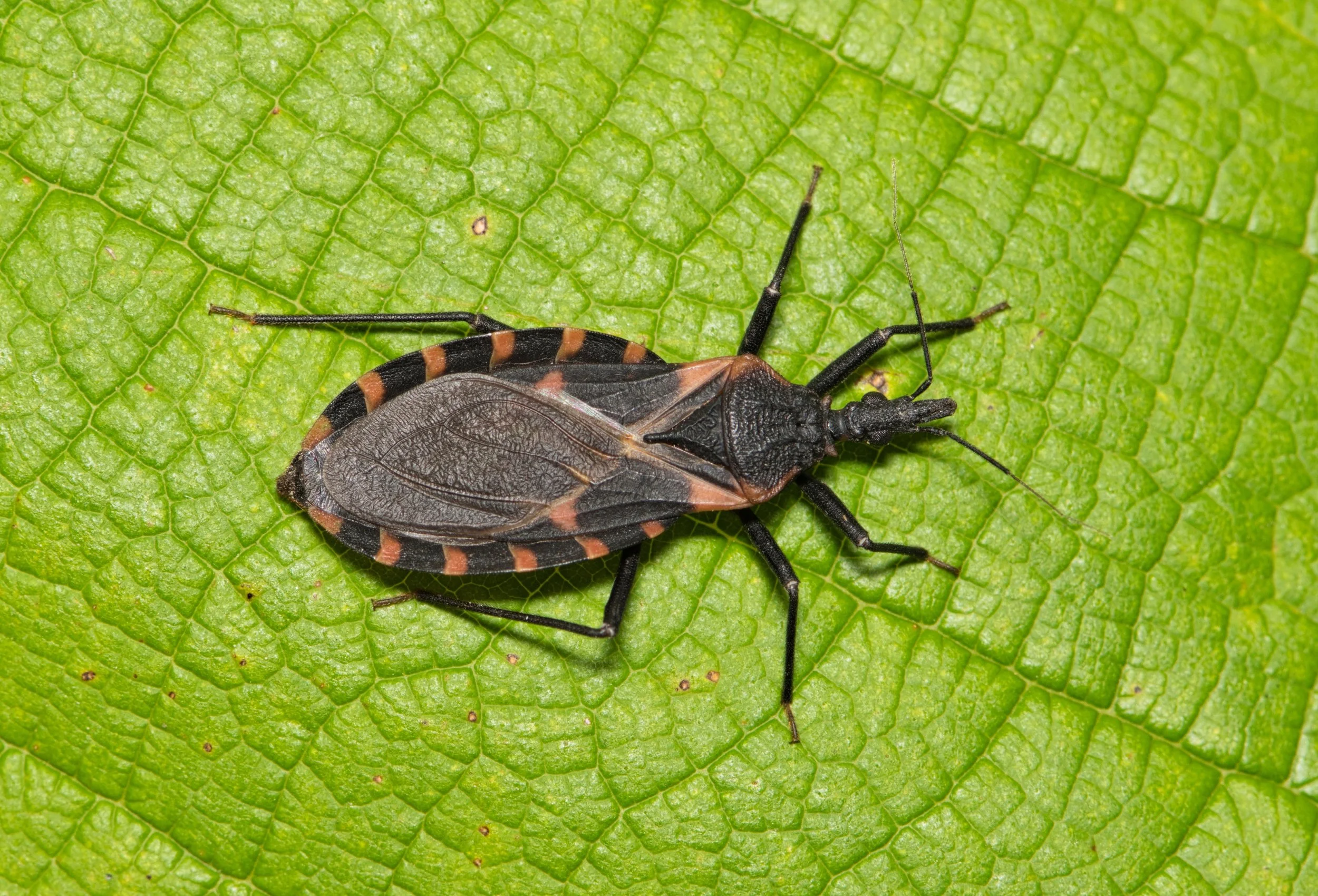 What Are Kissing Bugs? | ProCraft Pest Control — ProCraft Pest Control