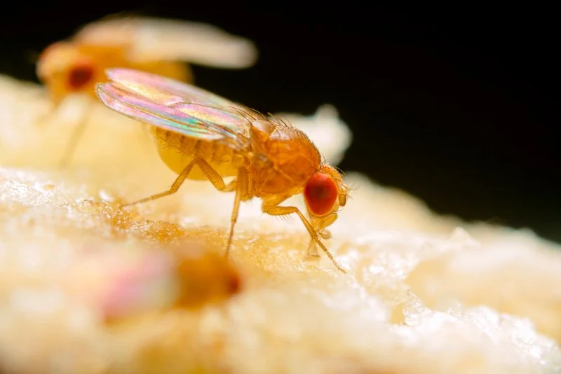 Fruit Flies vs. Fleas: Key Differences, Risks, and Control Tips ...