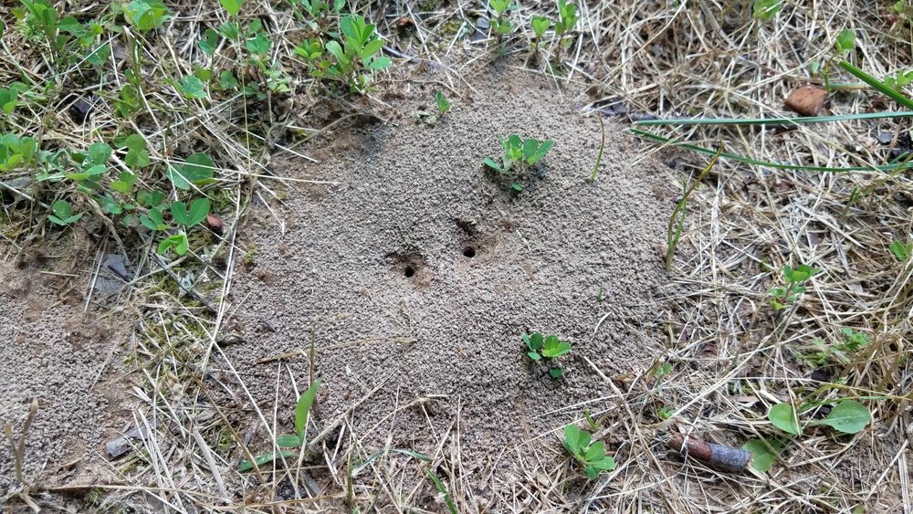 Pet-Safe Ways to Banish Ants from Your Yard | Ant Control Services in ...