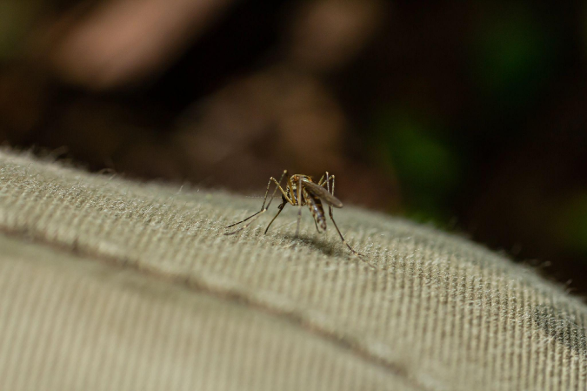 Why Do it Yourself Mosquito Control Often Falls Short — ProCraft Pest ...