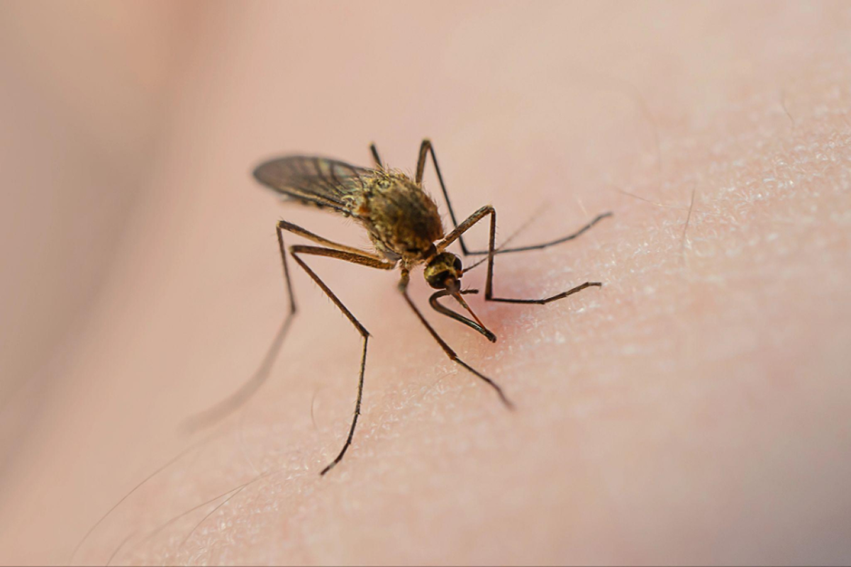 Why Do it Yourself Mosquito Control Often Falls Short — ProCraft Pest ...