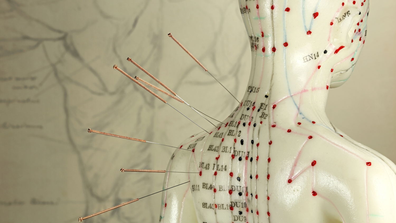 The Liver in Traditional Chinese Medicine: Restoring Balance with ...