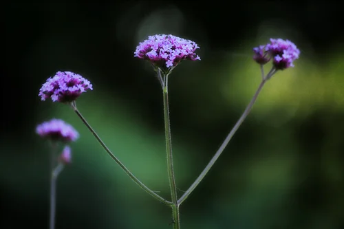 Vervain (Verbena officinalis) – Nervous System & Liver Support Herb ...