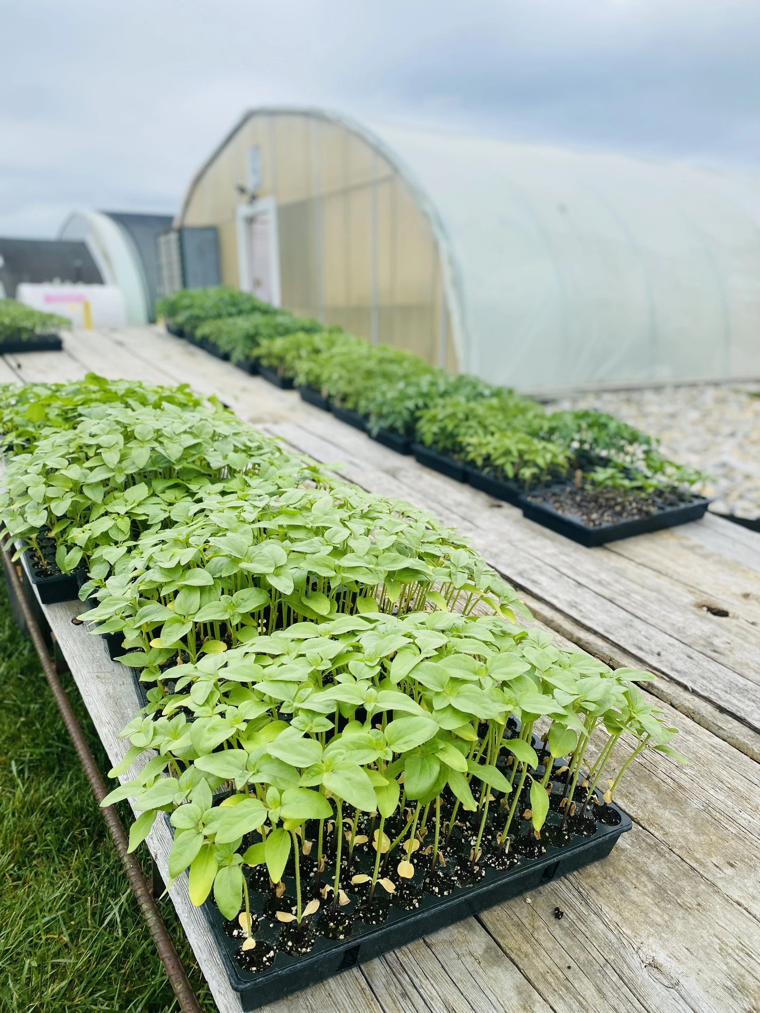 Mckaiden Farm