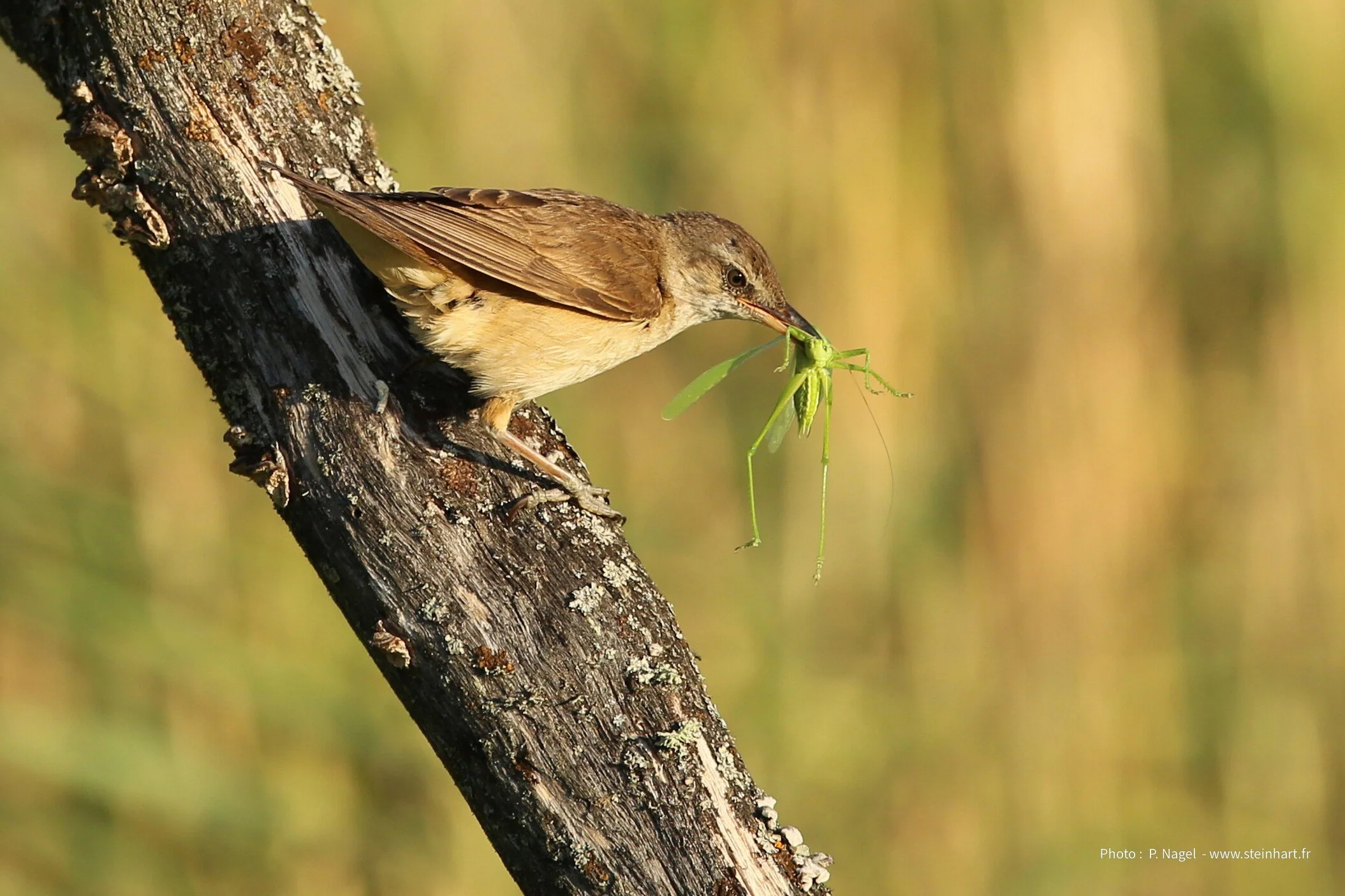 Les oiseaux — Steinhart Terre d'Origines