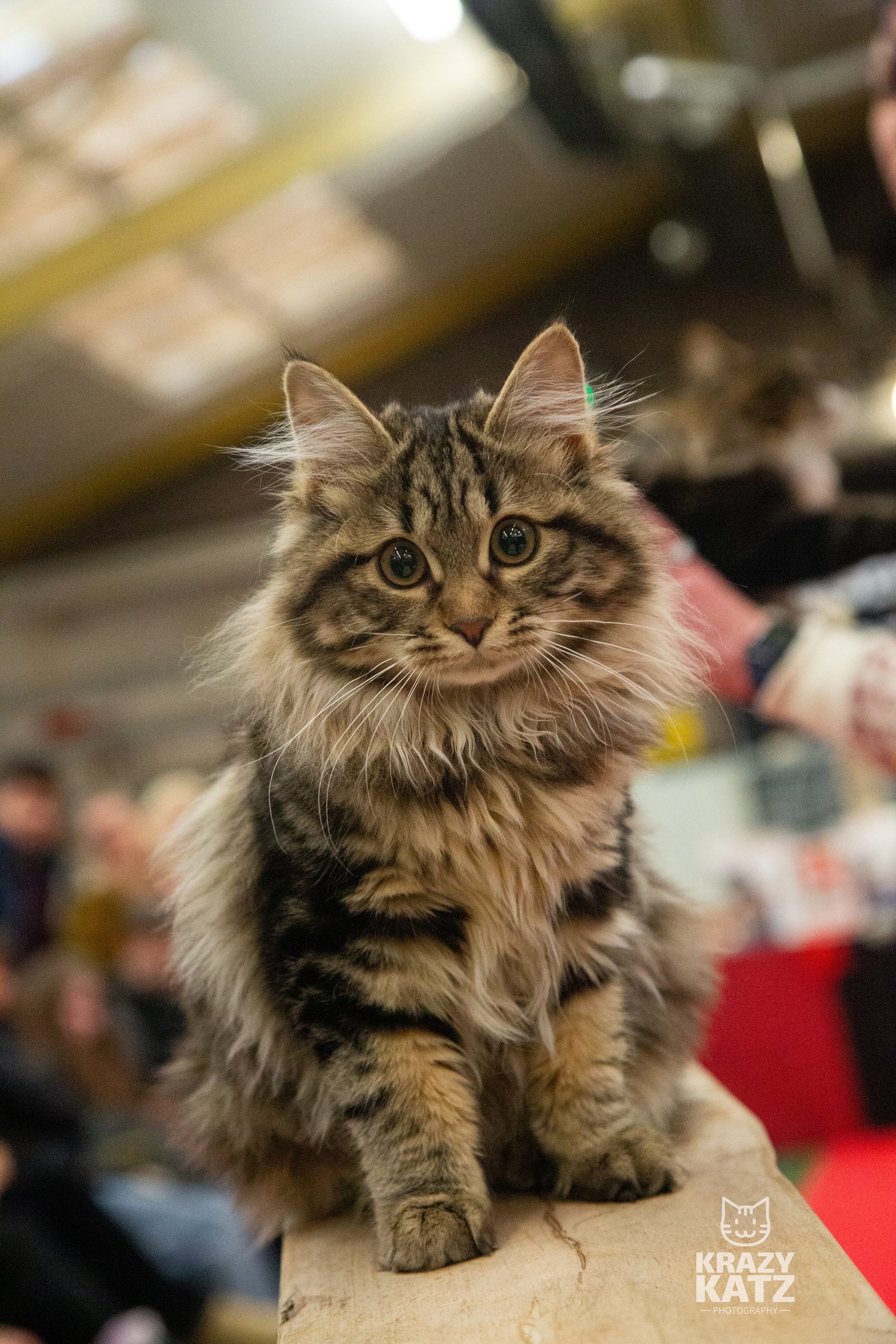 Services — Fancy Cats