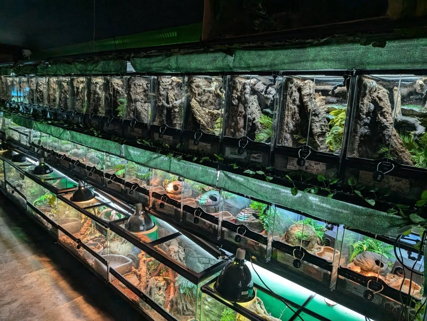 Toadally Frogs