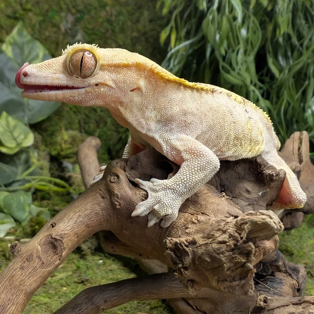 Toadally Frogs