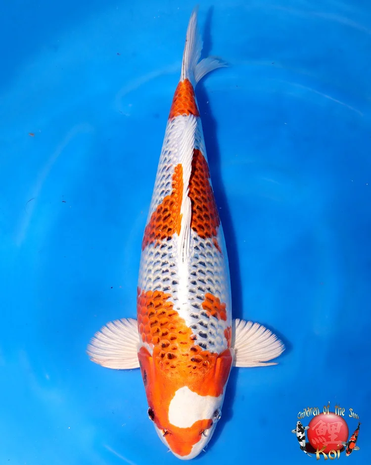 Imported Japan Koi — Children of the Sun Koi - Japanese Koi For Sale