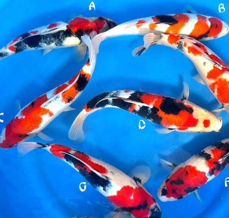 Imported Japan Koi — Children of the Sun Koi - Japanese Koi For Sale