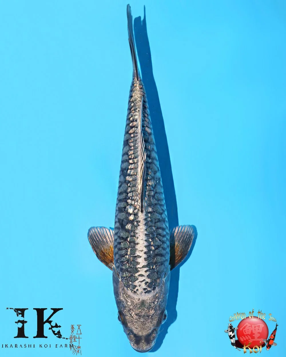 Imported Japan Koi — Children of the Sun Koi - Japanese Koi For Sale