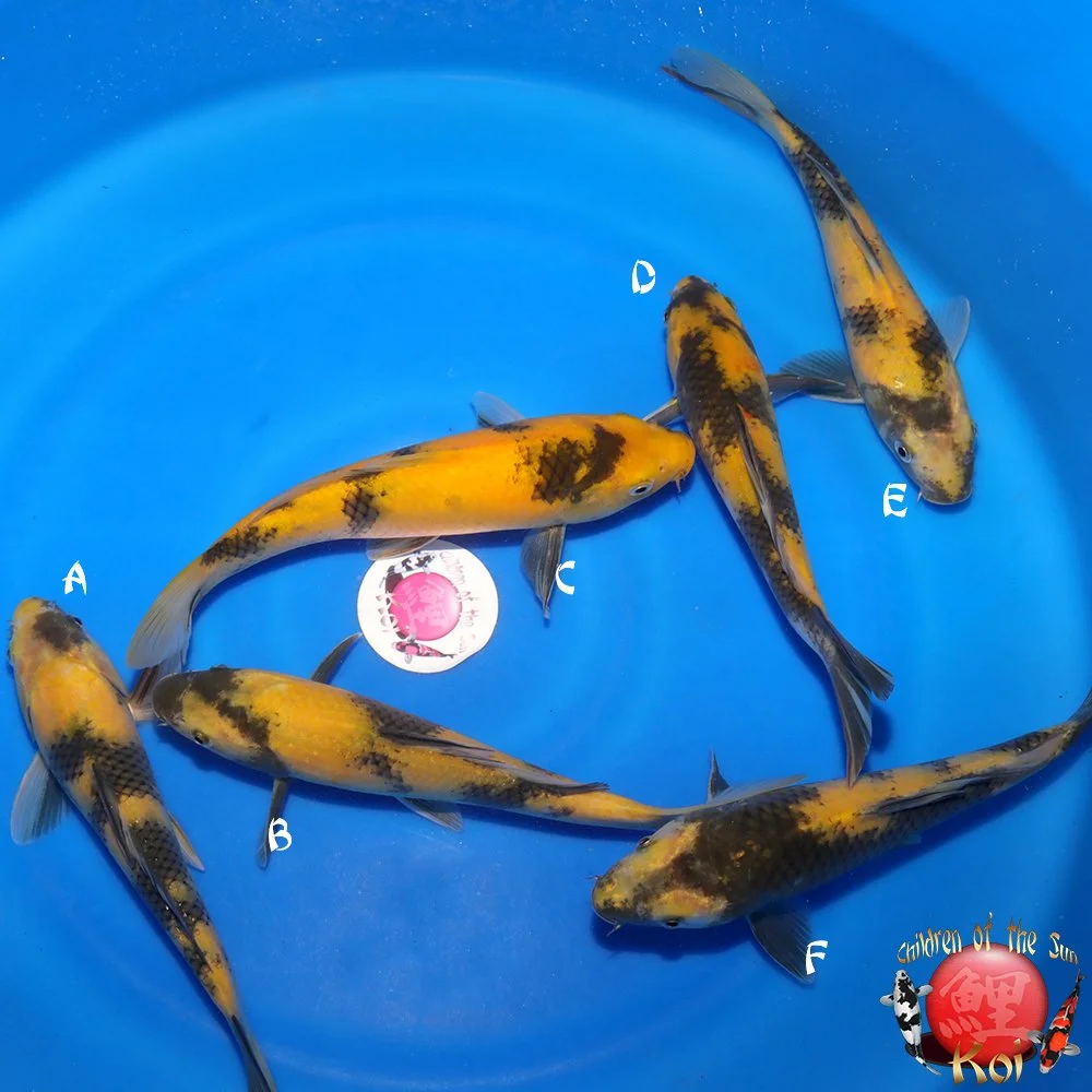 Imported Japan Koi — Children of the Sun Koi - Japanese Koi For Sale