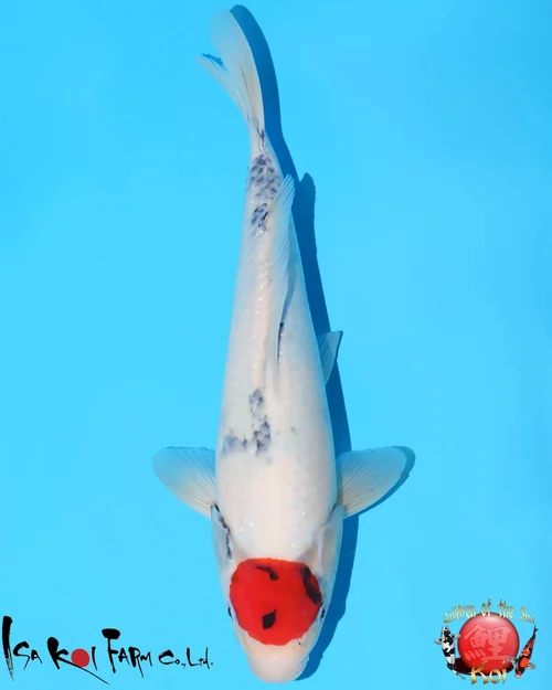 Imported Japan Koi — Children of the Sun Koi - Japanese Koi For Sale