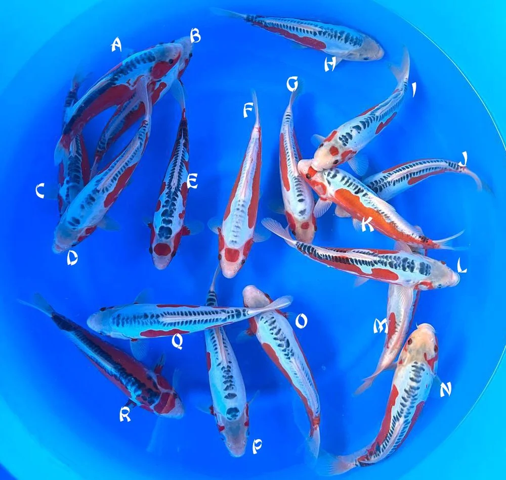 Imported Japan Koi — Children of the Sun Koi - Japanese Koi For Sale