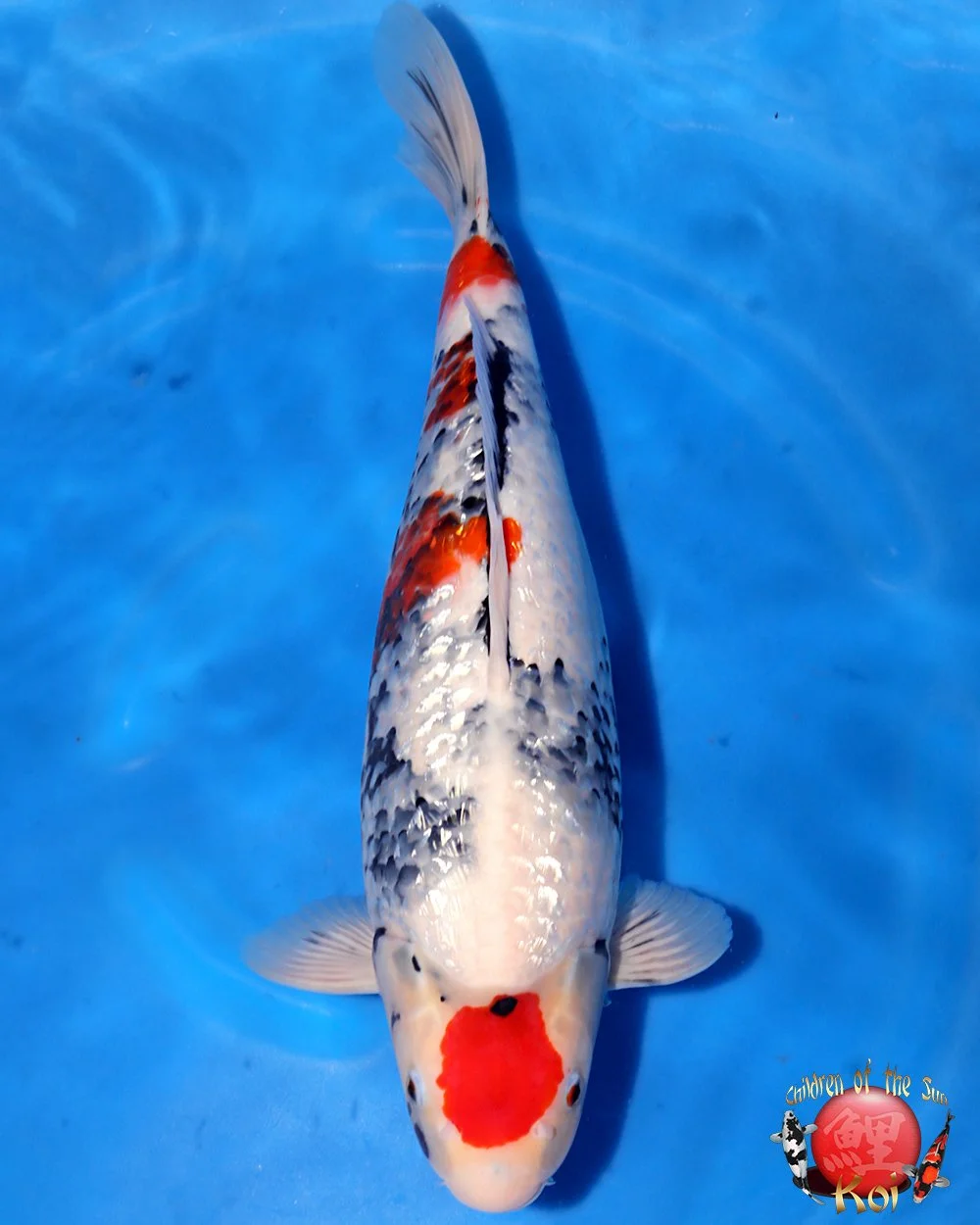 Marushin Nisai Showa — Children of the Sun Koi - Japanese Koi For Sale