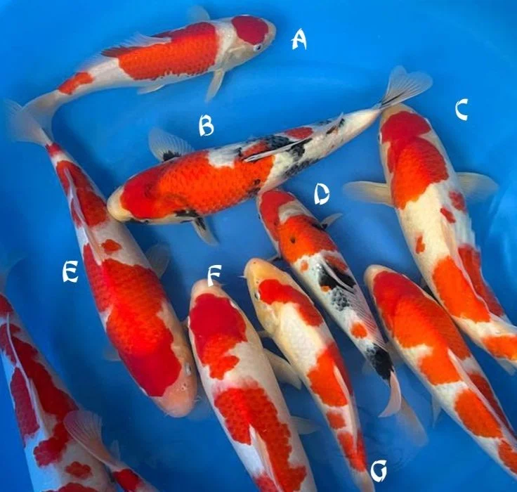 Imported Japan Koi — Children of the Sun Koi - Japanese Koi For Sale
