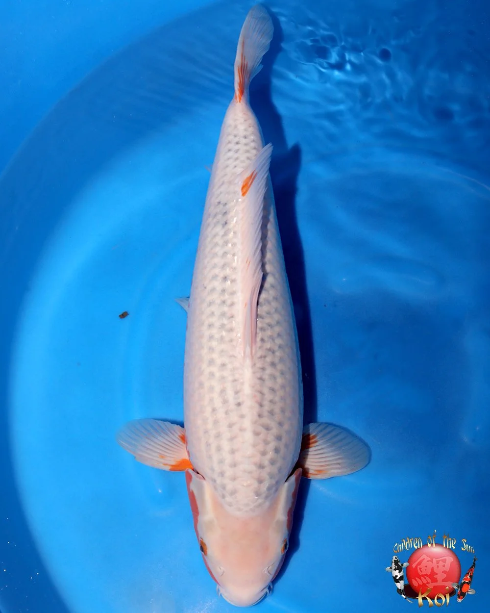 Imported Japan Koi — Children of the Sun Koi - Japanese Koi For Sale
