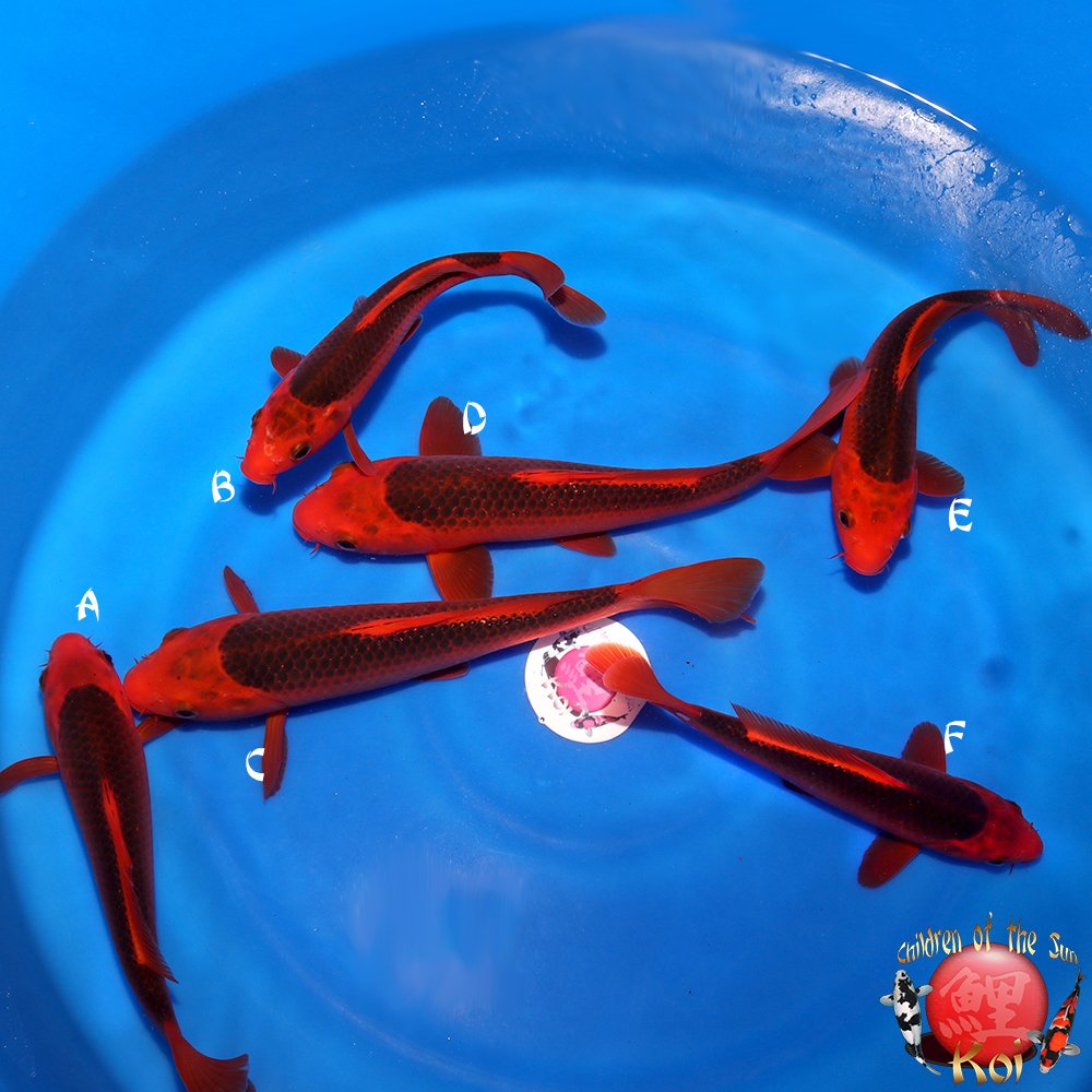 Imported Japan Koi — Children of the Sun Koi - Japanese Koi For Sale