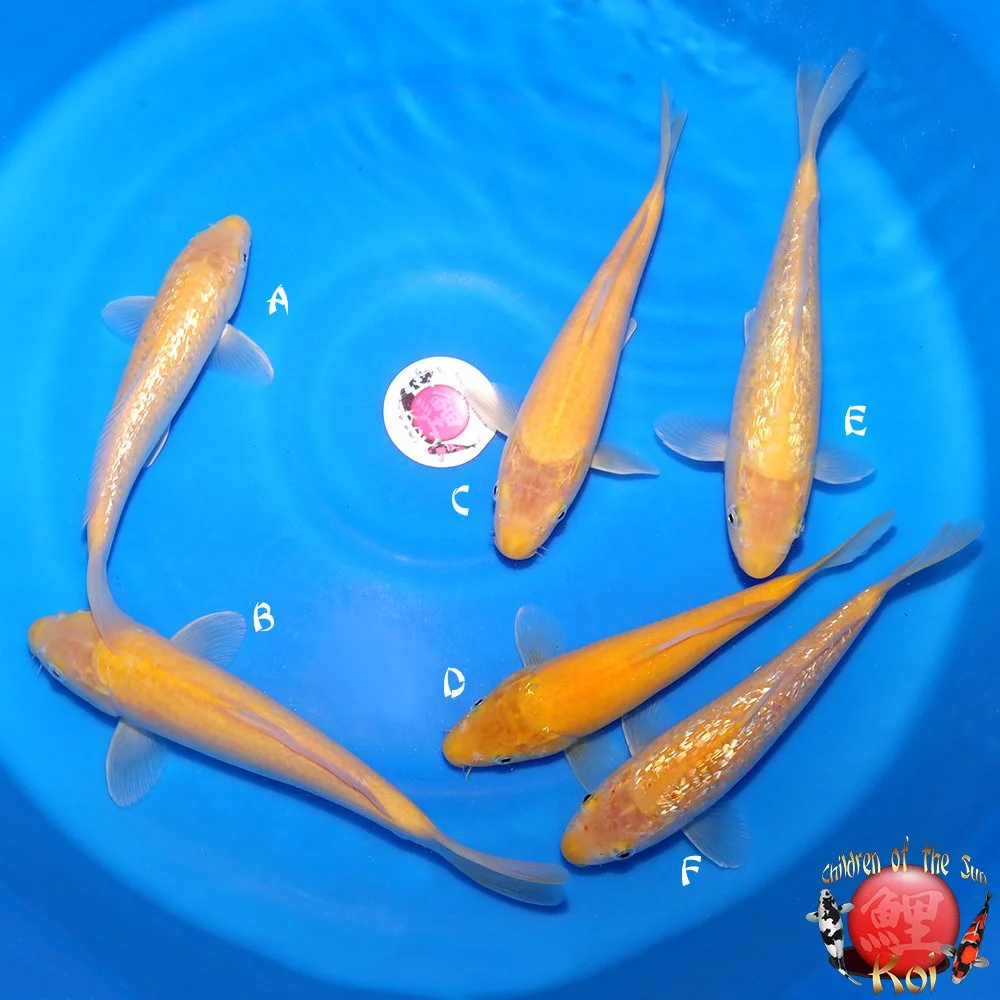 Imported Japan Koi — Children of the Sun Koi - Japanese Koi For Sale