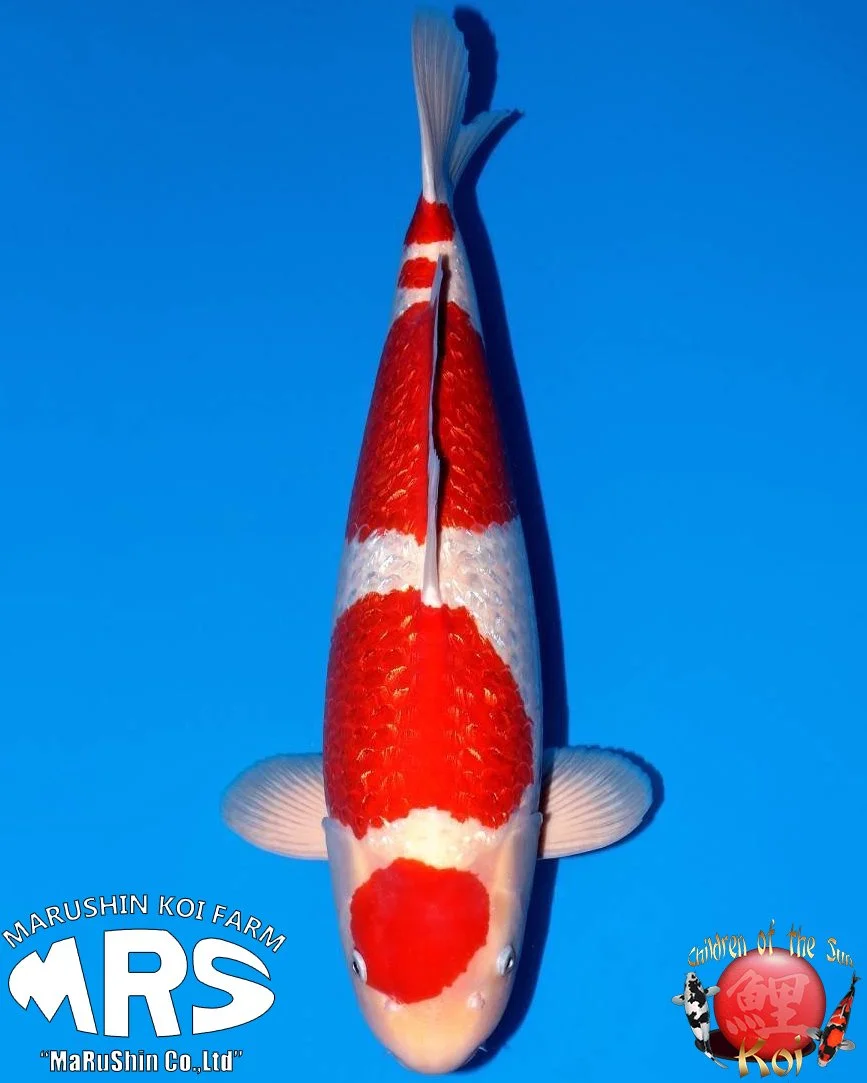 Marushin Nisai Ginrin Kohaku — Children of the Sun Koi - Japanese Koi ...