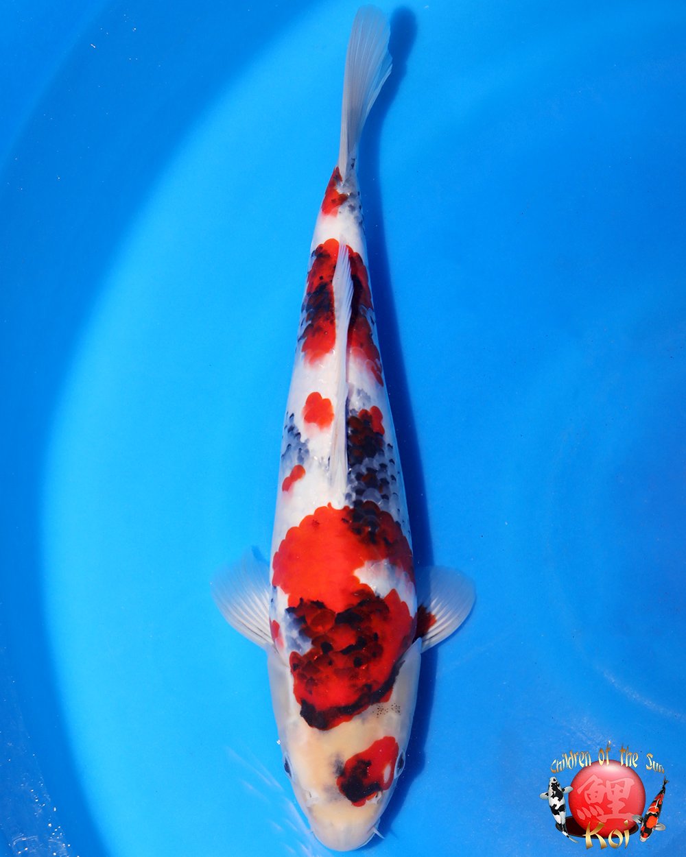 Imported Japan Koi — Children of the Sun Koi - Japanese Koi For Sale