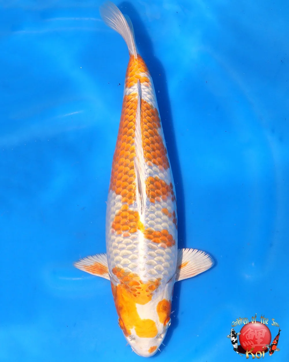 Imported Japan Koi — Children of the Sun Koi - Japanese Koi For Sale