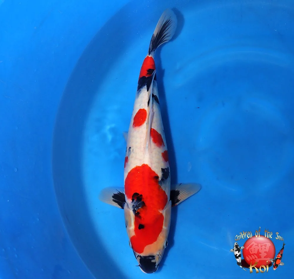 Imported Japan Koi — Children of the Sun Koi - Japanese Koi For Sale