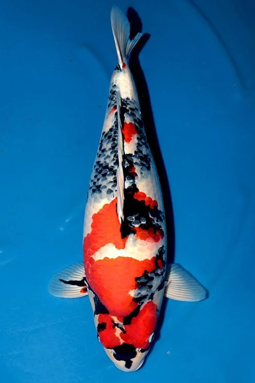 Children of the Sun Koi - Japanese Koi For Sale