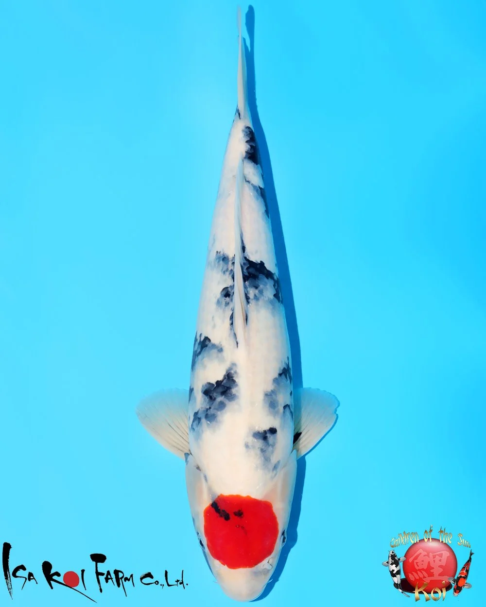 Imported Japan Koi — Children of the Sun Koi - Japanese Koi For Sale