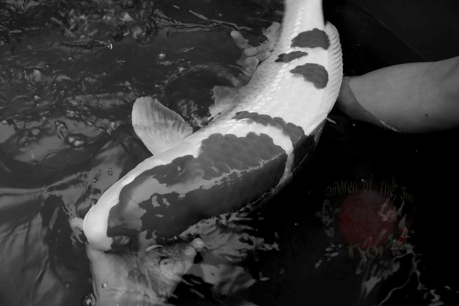 Children of the Sun Koi - Japanese Koi For Sale
