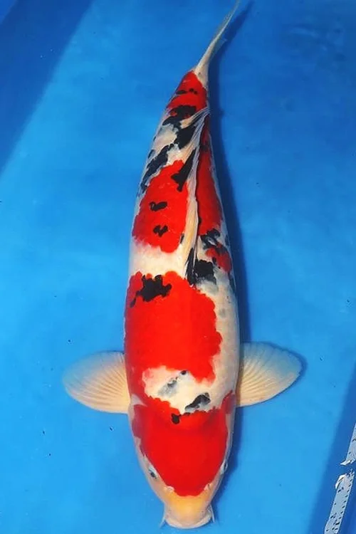 Children of the Sun Koi - Japanese Koi For Sale