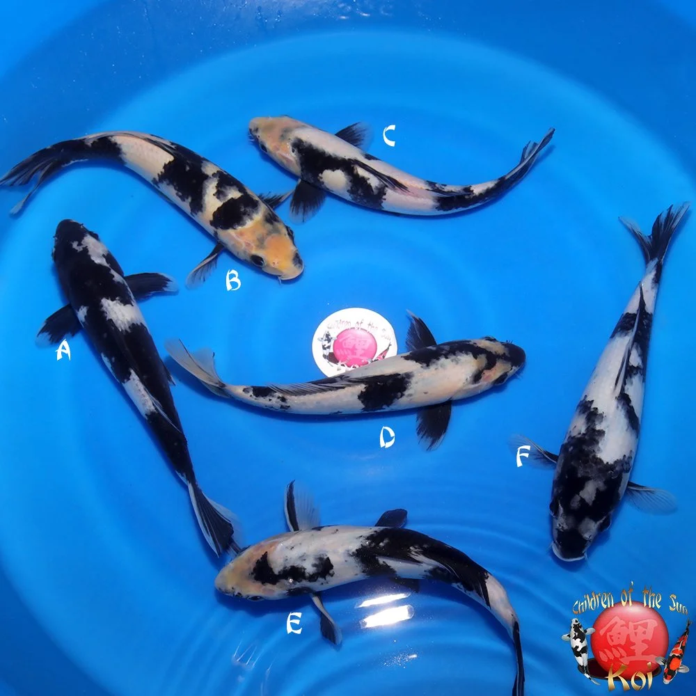 Imported Japan Koi — Children of the Sun Koi - Japanese Koi For Sale