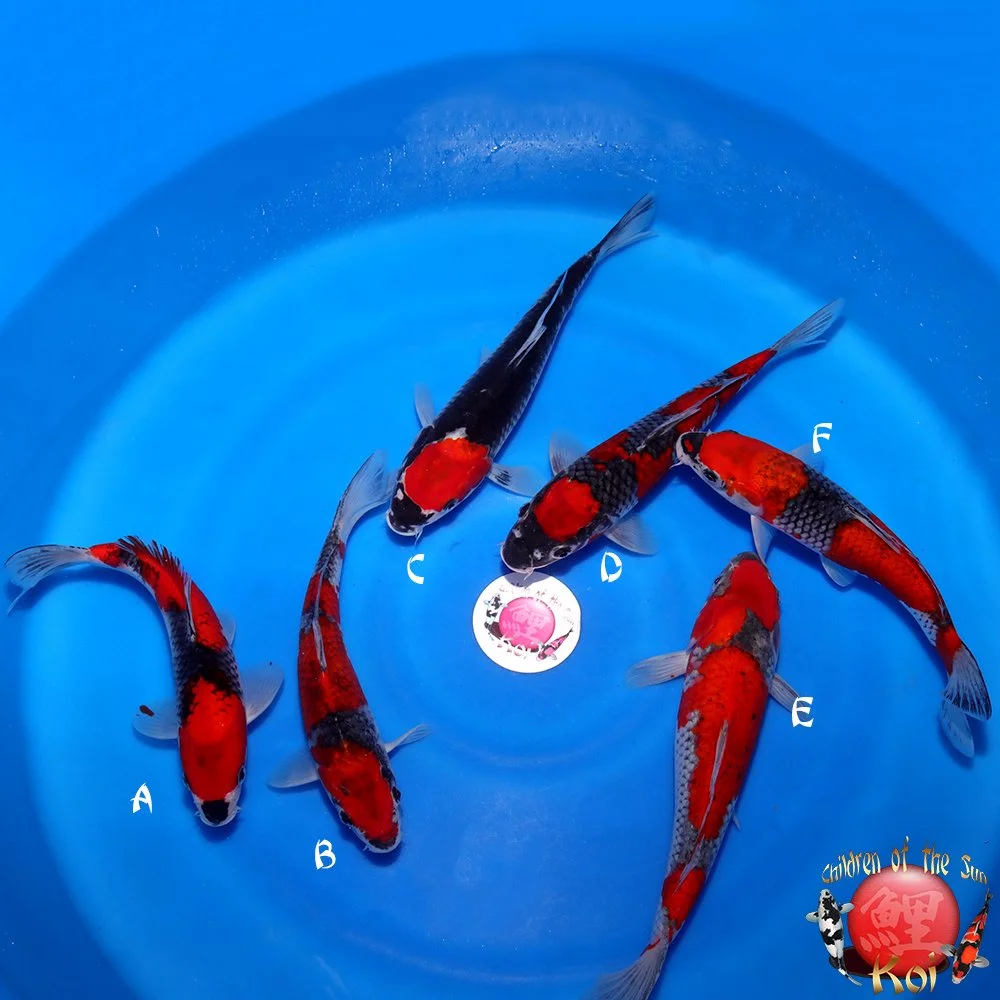 Imported Japan Koi — Children of the Sun Koi - Japanese Koi For Sale
