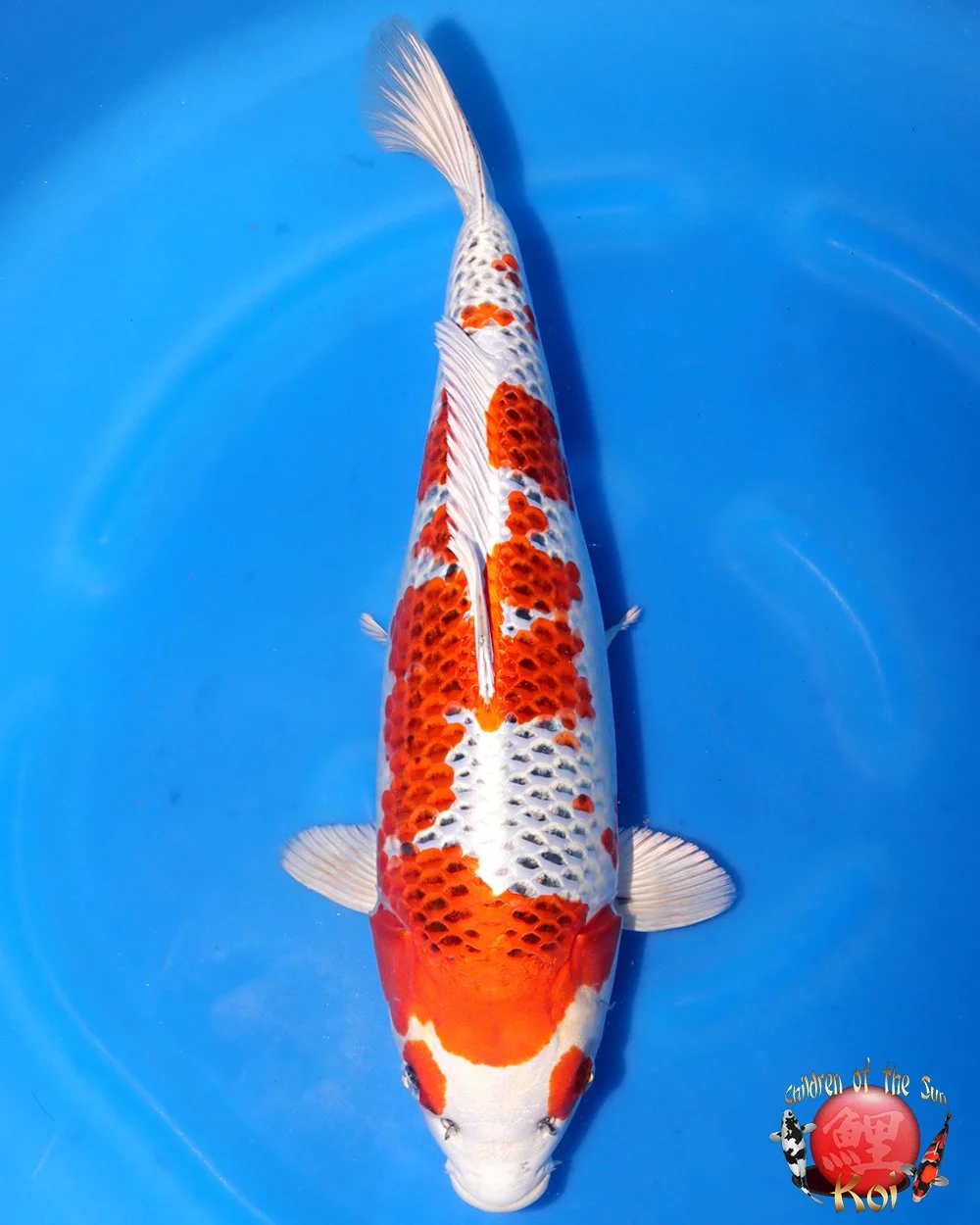 Imported Japan Koi — Children of the Sun Koi - Japanese Koi For Sale