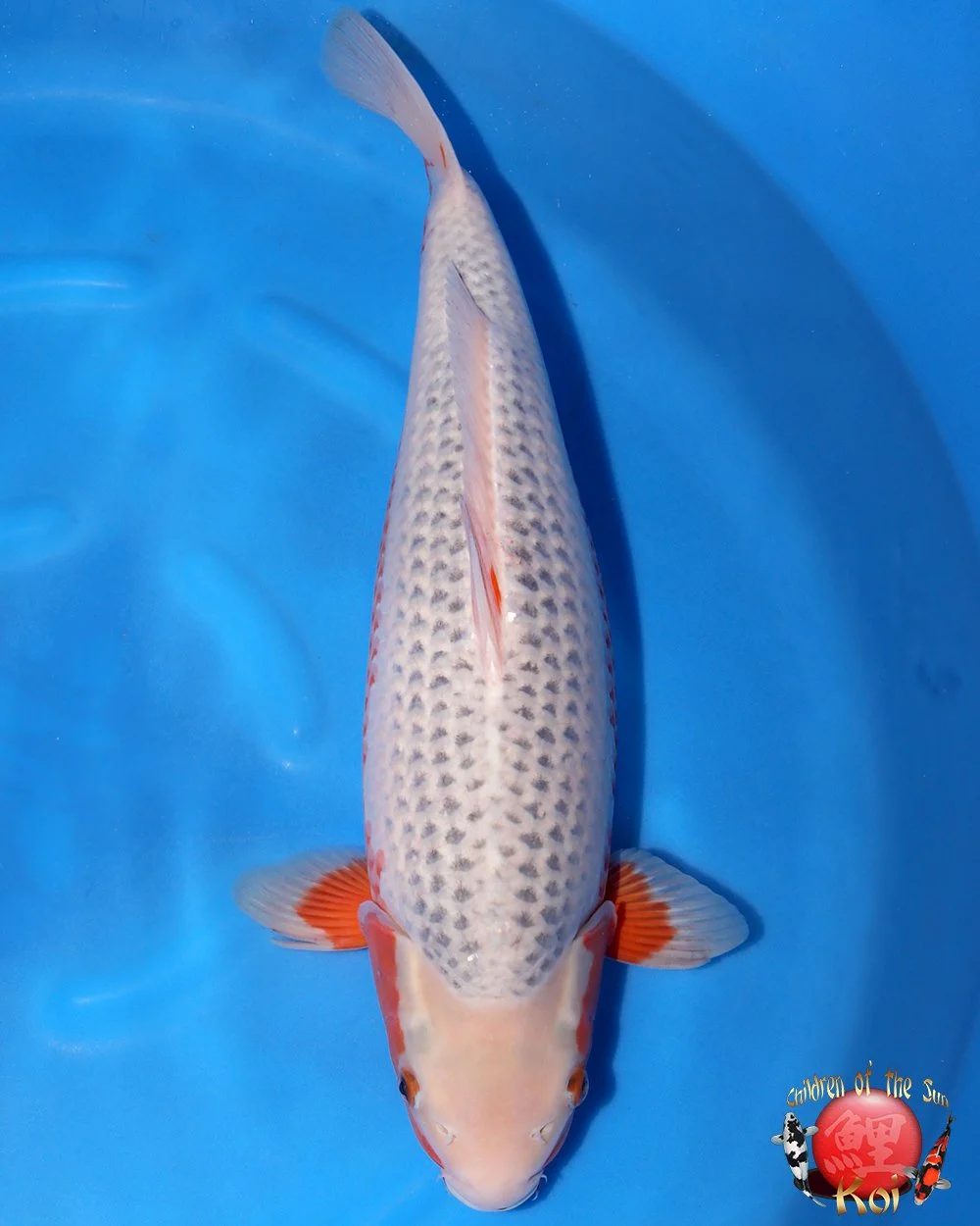 Imported Japan Koi — Children of the Sun Koi - Japanese Koi For Sale