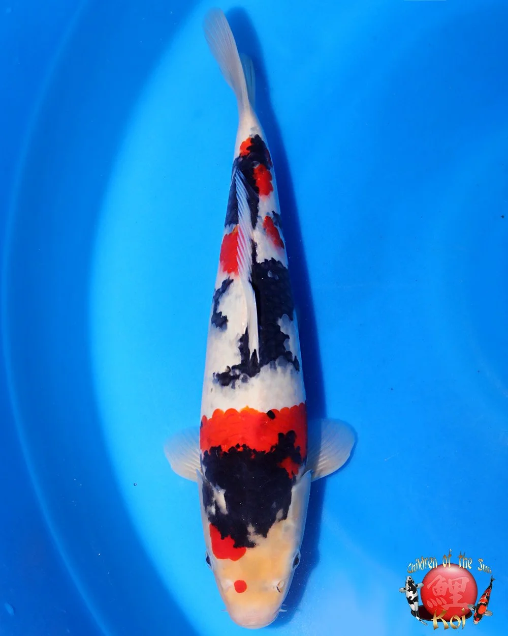 Imported Japan Koi — Children of the Sun Koi - Japanese Koi For Sale