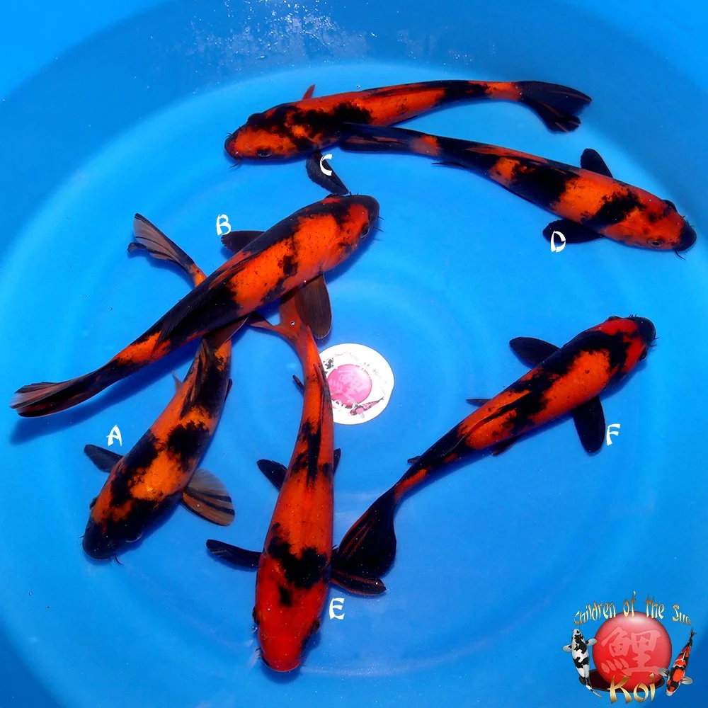 Imported Japan Koi — Children of the Sun Koi - Japanese Koi For Sale