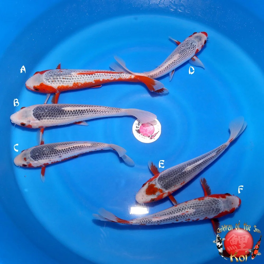 Imported Japan Koi — Children of the Sun Koi - Japanese Koi For Sale
