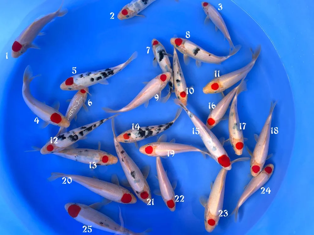 Imported Japan Koi — Children of the Sun Koi - Japanese Koi For Sale