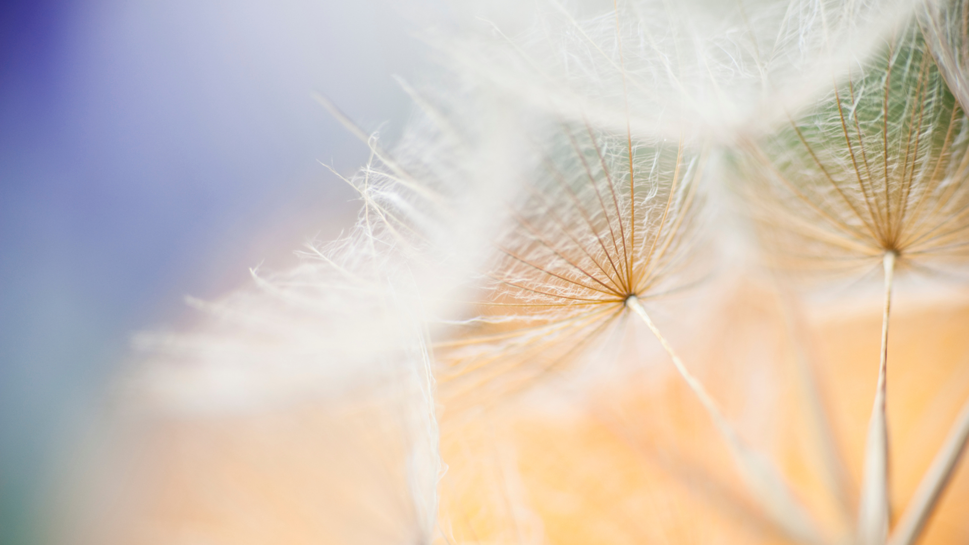 Online Jungian Therapy & Depth Psychology Sessions | Dr. Bren — DR BREN